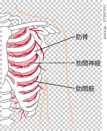 Ribs, intercostal nerves, intercostal muscles,... - Stock Illustration ...
