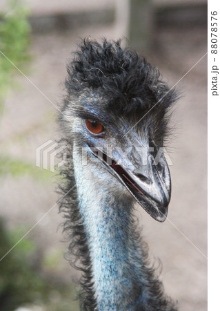 Australian Flightless Birds