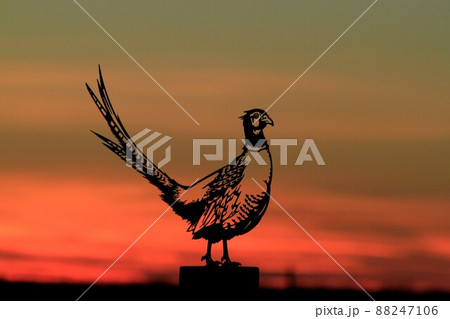 A colorful sunset with a metal Pheasant with...の写真素材 [88247106] - PIXTA