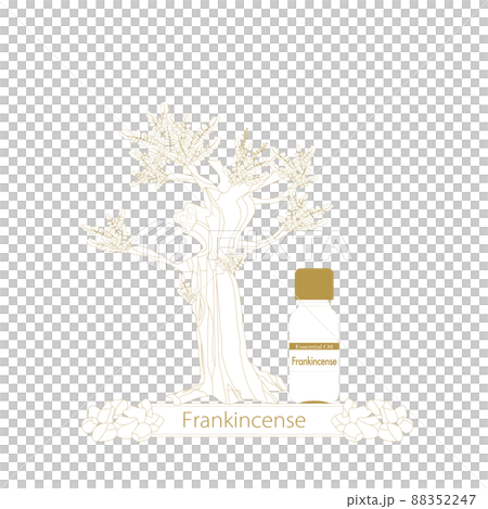 Frankincense line drawing, essential oil... - Stock Illustration ...