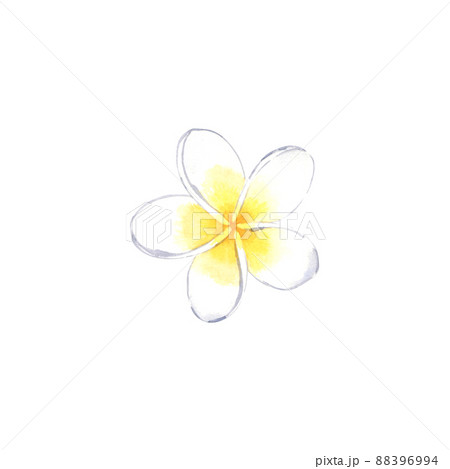Tiare Flower Drawing | Best Flower Site