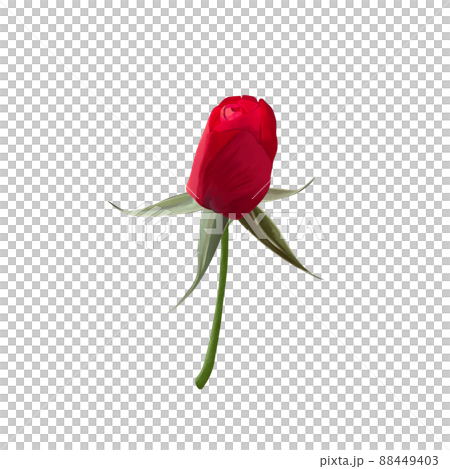 Closed Rose Bud Drawing