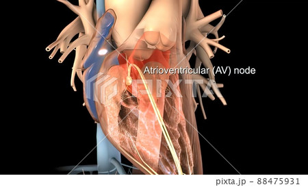 Heart Anatomy AV atrioventricular node For...のイラスト素材 [88475931] - PIXTA