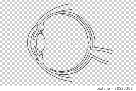 Illustrated illustration of the eyeball (line... - Stock Illustration ...