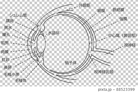 Illustrated illustration of the eyeball (line... - Stock Illustration ...