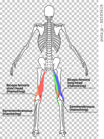 Human whole body skeleton and hamstring... - Stock Illustration ...
