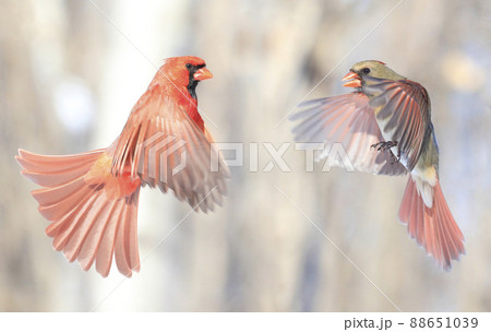 Male Cardinal In Flight Northern Cardinal Bird In Flight Isolated On