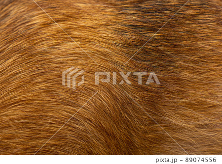 Dog fur textures. Red dog fur natural for...の写真素材 [89074556] - PIXTA
