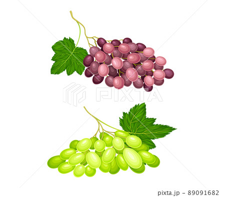 Bunches of ripe grapes set. Fresh tasty berries...のイラスト素材 [89091682 ...