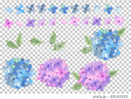 Watercolor hydrangea parts - Stock Illustration [89142958] - PIXTA