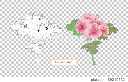 Illustration material of geranium, line drawing... - Stock Illustration ...