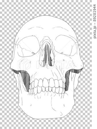 Illustration of a skull facing up a little 1 - Stock Illustration ...