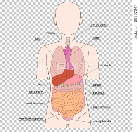 Human figure and organs and names - Stock Illustration [89307844] - PIXTA
