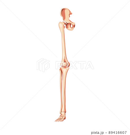 Human Leg Front View