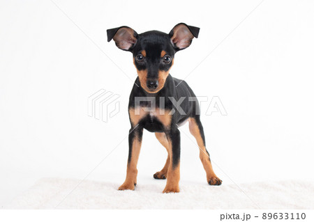 Miniature Pinscher Yorkie Mix
