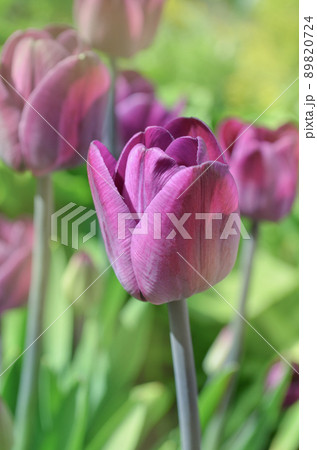 Dark violet tulip close up. Vivid violet tulips...の写真素材 [89820724] - PIXTA