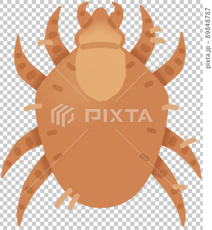 Cheyletidae - Stock Illustration [89848787] - PIXTA