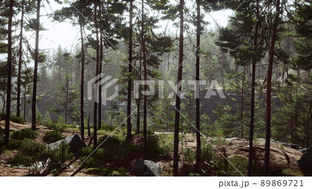 Wild pine trees at dawn during sunrise in a...のイラスト素材 [89869721] - PIXTA