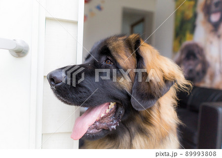 German Dog Leonberger