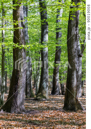 Green oak forest in spring timeの写真素材 [90019008] - PIXTA