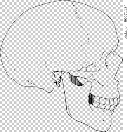Vector illustration of a skull facing forward 5 - Stock Illustration ...