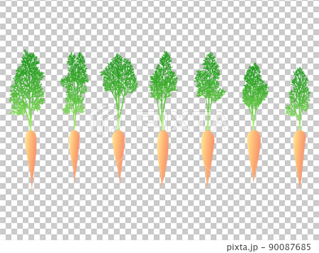 Illustration of 7 carrots - Stock Illustration [90087685] - PIXTA