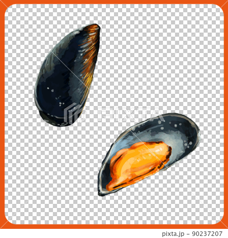 Hand drawn watercolor mussel illustration 2 - Stock Illustration ...
