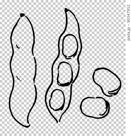 Simple illustration line drawing broad beans - Stock Illustration ...