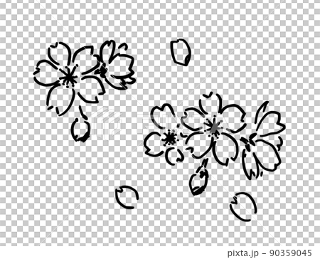 Simple illustration line drawing Sakura Fubuki - Stock Illustration ...