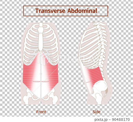 Transverse abdominal muscle Illustrated... - Stock Illustration ...