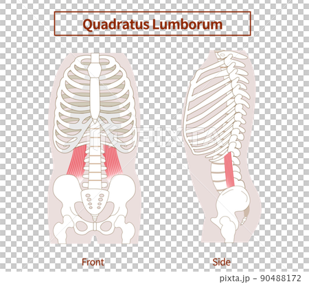 Illustrated illustration of the quadratus... - Stock Illustration ...
