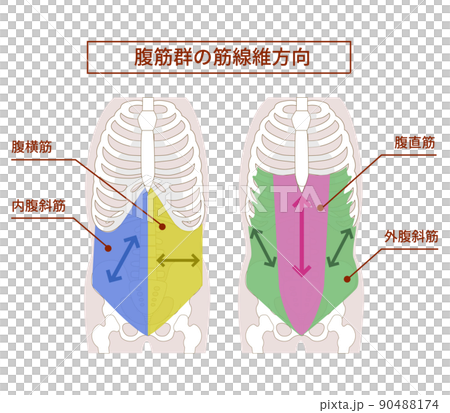 Illustration of the direction of muscle fibers... - Stock Illustration ...