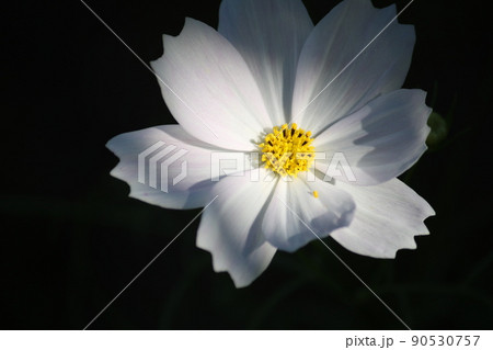 White flower with light dancing over it and a...の写真素材 [90530757] - PIXTA