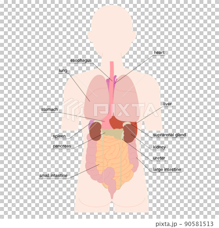 Back human figure and organs - Stock Illustration [90581513] - PIXTA
