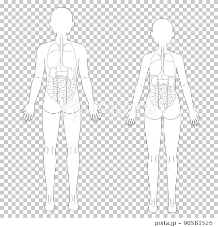 Male and female back human body and organs - Stock Illustration ...