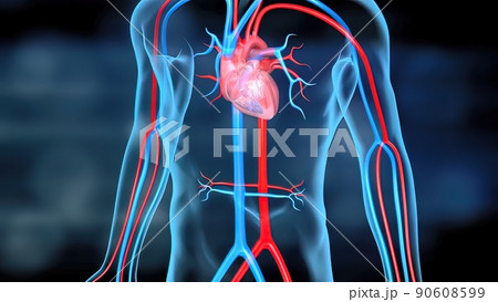 Circulatory System Moving Animation