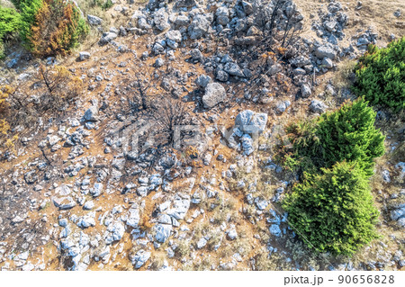 Burnt forest. Background and texture of...の写真素材 [90656828] - PIXTA