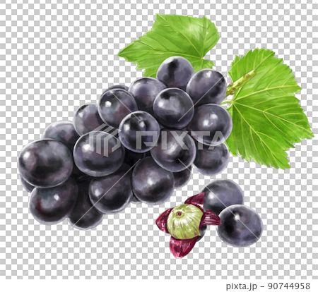 Illustration of beautiful Kyoho, grains and... - Stock Illustration ...