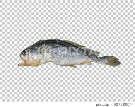 gulbi, barley gulbi, gulbi - Stock Illustration [90758004] - PIXTA