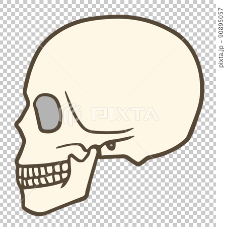 Skull, skull, bones of the human head, sides,... - Stock Illustration ...