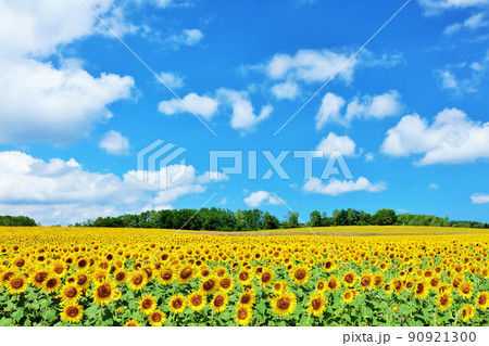 北海道 夏の青空とひまわりの風景の写真素材 [90921300] - PIXTA