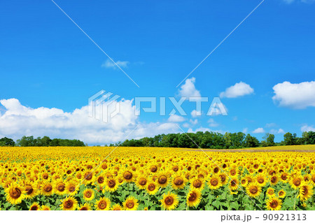 北海道 夏の青空とひまわりの風景の写真素材 [90921313] - PIXTA