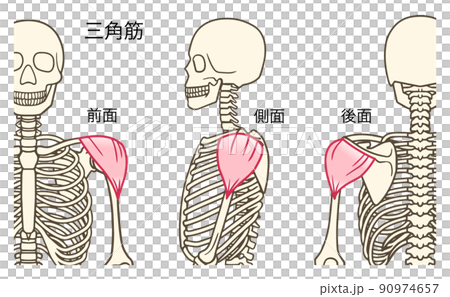 Deltoid muscle, shoulder muscle, front, side,... - Stock Illustration ...