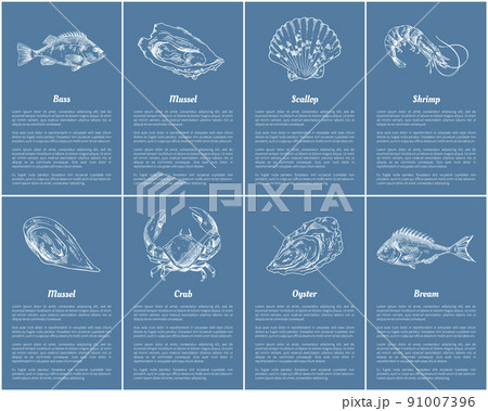 Scallop and Clam Posters Set Vector Illustrationのイラスト素材 [91007396] - PIXTA