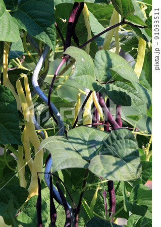 Climbing French Beans (Phaseolus vulgaris)の写真素材 [91033511] - PIXTA