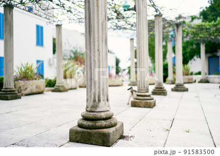 Columns patio with climbing plants in the...の写真素材 [91583500] - PIXTA