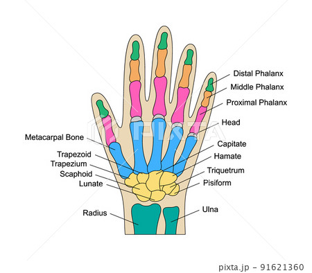 Human hand bones anatomy with descriptions....のイラスト素材 [91621360] - PIXTA