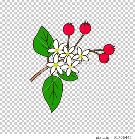 June berry - Stock Illustration [91706445] - PIXTA
