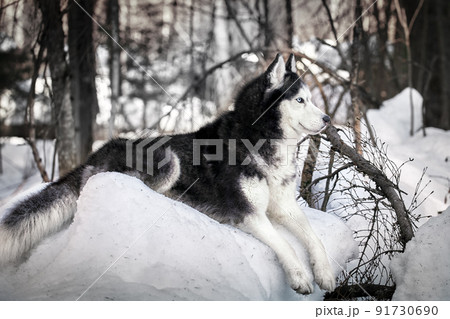 Cute haski dog looks around. High quality photo husky dog | materials ...