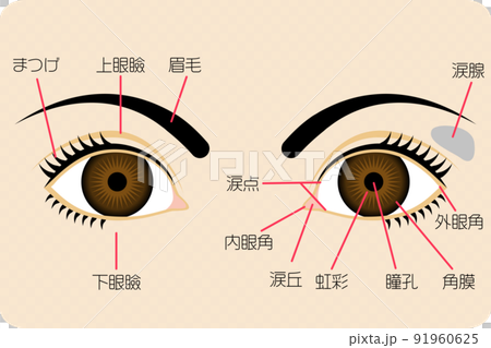 Illustrated illustration of eye part names - Stock Illustration ...